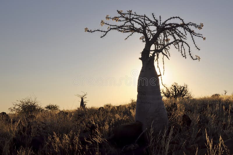Namibia - Quiver Tree stock photo. Image of hill, bloom - 27572740