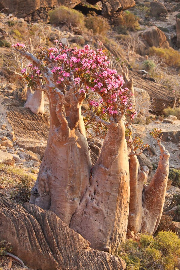 Bottle Tree - Adenium Obesum Stock Image - Image of desert, tree: 13805689