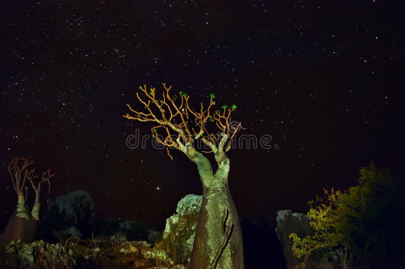 Bottle Tree in the Night Sky. Dark Night Photo of the Lost World. Stock ...