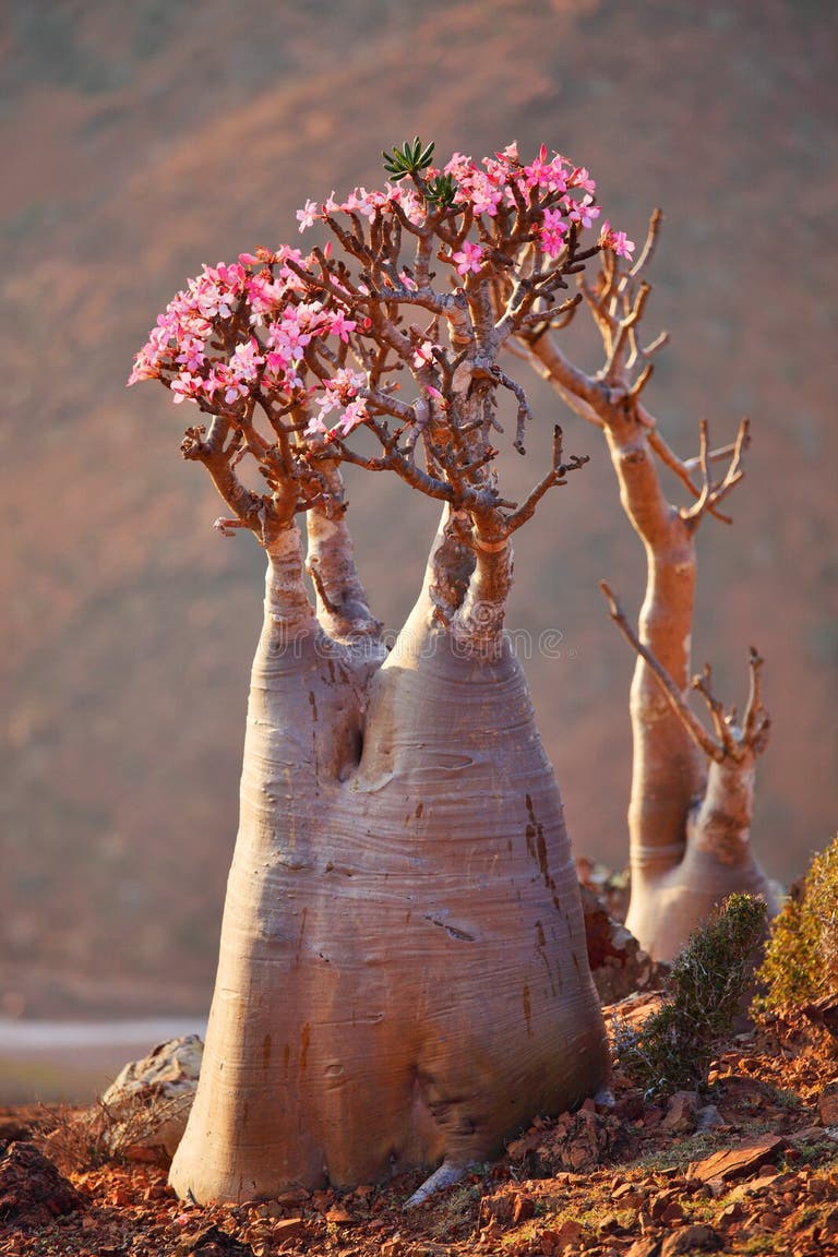 259 Desert Rose Tree Socotra Island Yemen Stock Photos - Free & Royalty ...