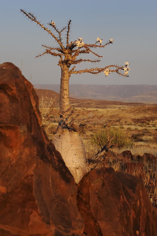 Bottle tree and stone stock photo. Image of table, mountains - 26077032