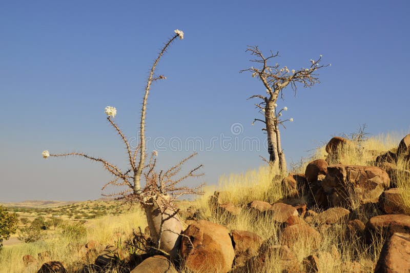 Bottle trees stock image. Image of blossom, grass, grootberg - 25986065