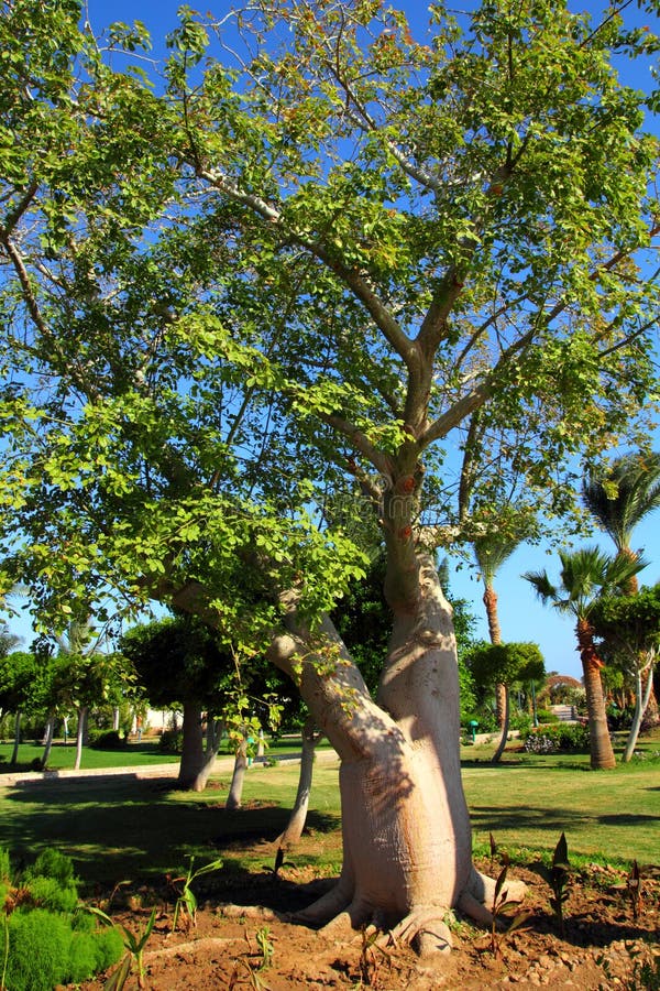 Bottle Trees Adenium Obesum Socotra Stock Image Image Of Flora
