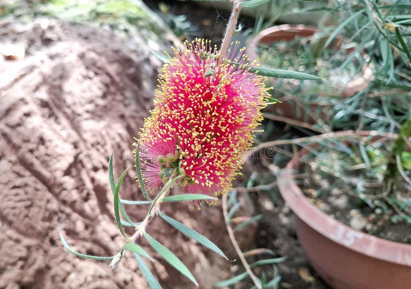 Bottlebrush Flower. Callistemon Lanceolatus Plant Stock Image - Image ...