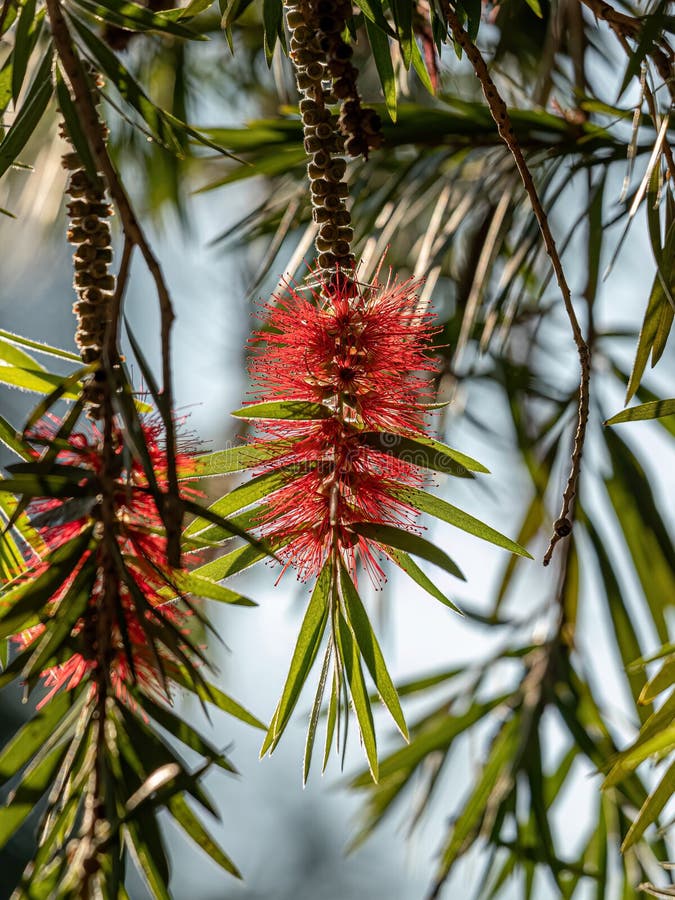 Bottlebrush Flowering Tree stock image. Image of blossoms - 258938545