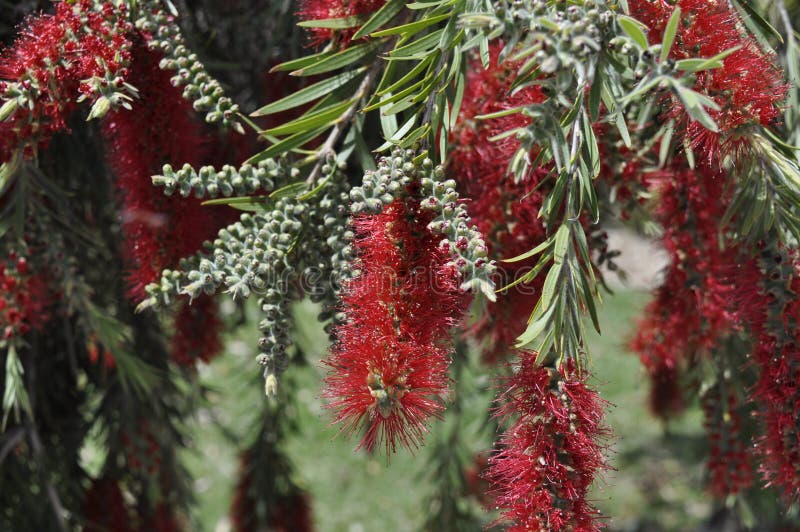 Bottlebrush in Springtime stock image. Image of springtime - 227272301