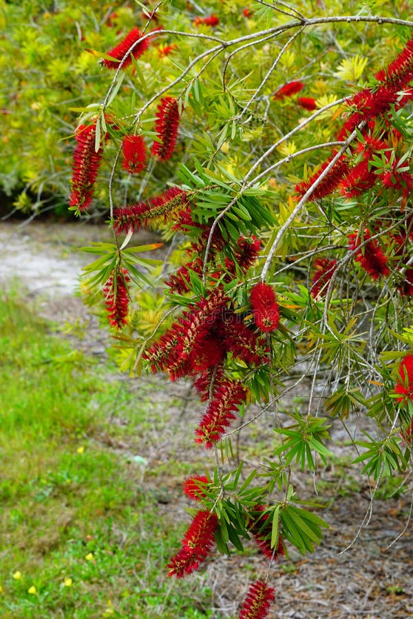Bottlebrush Tree, Callistemon Stock Image - Image of viminalis, south ...