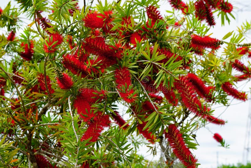 Bottlebrush Tree, Callistemon Stock Image - Image of viminalis, south ...