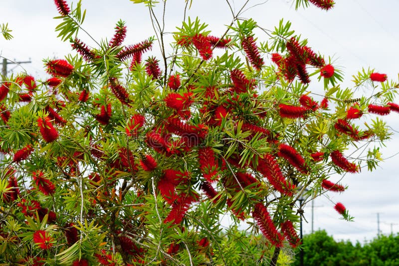 Bottlebrush Tree, Callistemon Stock Image - Image of viminalis, south ...