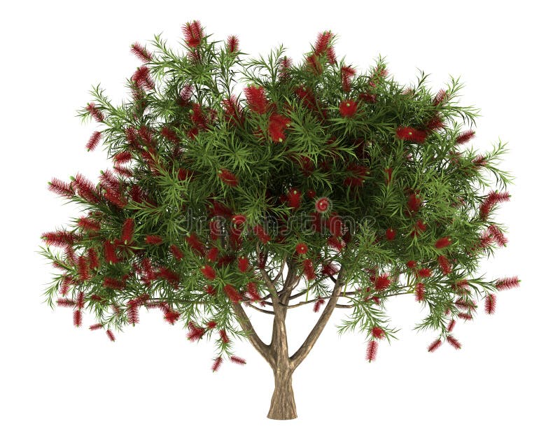 Bottle Bush Stock Photos