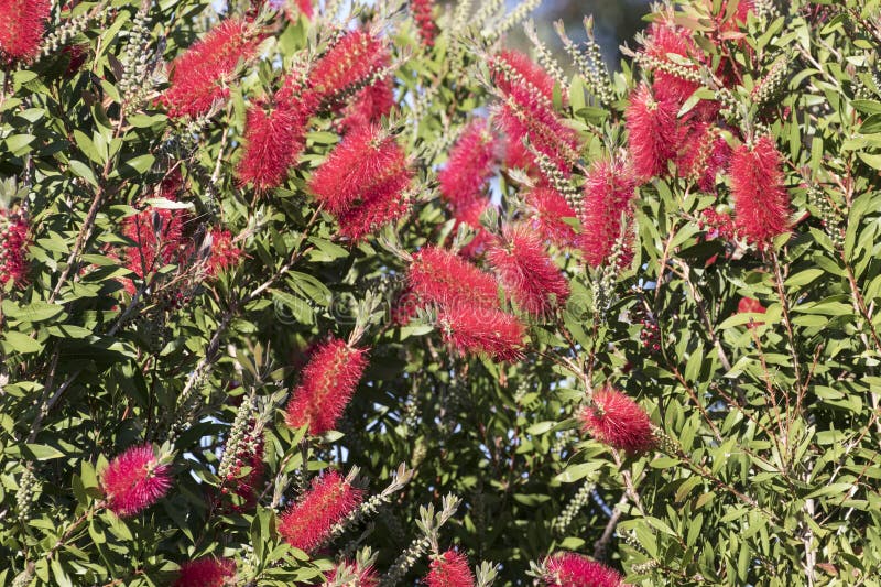 Red Bottlebrush Tree stock photo. Image of australia - 94967458