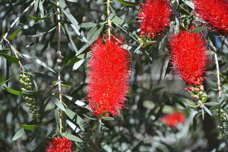 The Bottlebrush Tree Red Flowers Stock Image - Image of branch ...