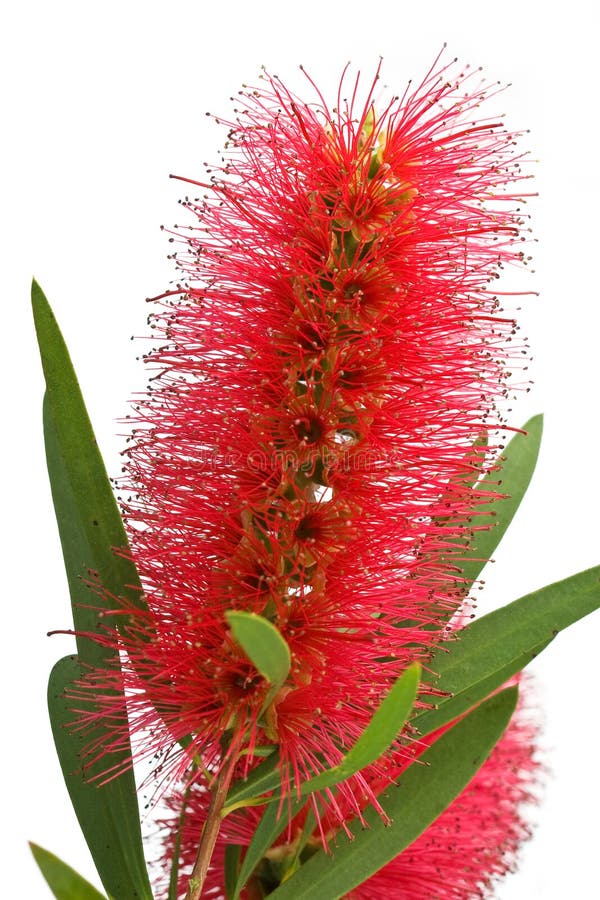 Callistemonblommor arkivfoto. Bild av callistemonblommor - 19417494