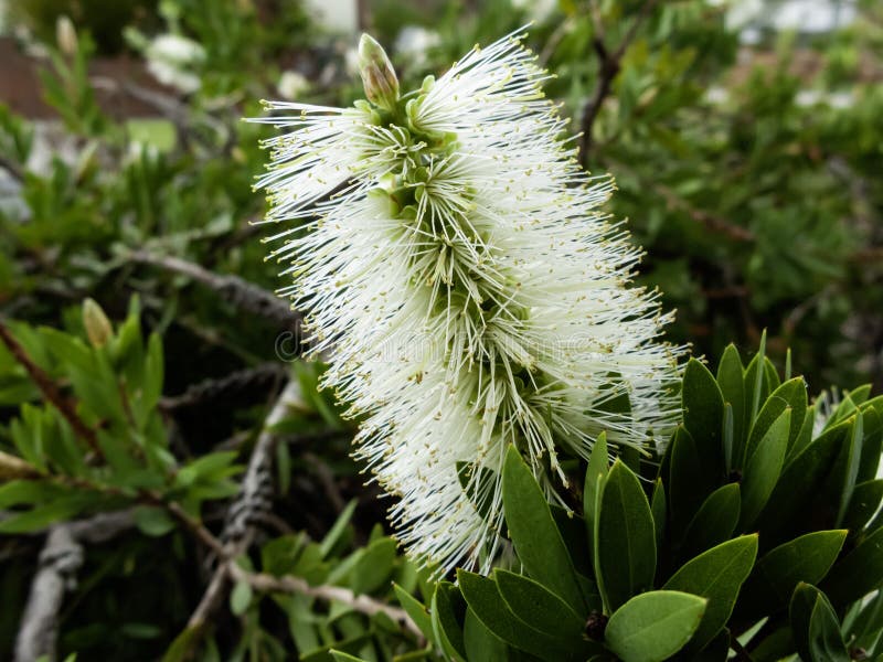 Unique White Bottle Brush Flower in Victoria, Australia Stock Photo ...