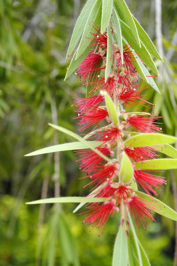 Bottlebush stock image. Image of flora, horticultural - 38220203