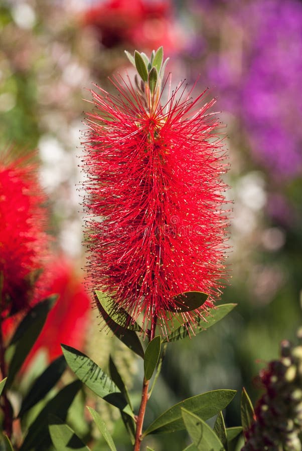 Bottlebush red flower stock image. Image of summer, botanical - 394675749