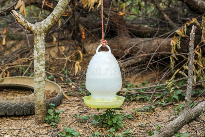 Bottled Water and Cylinder Water for Chicken Stock Image - Image of ...