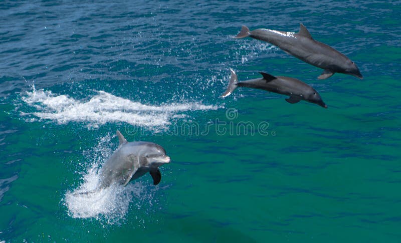 Bottlenose-Delphine stockfoto. Bild von hülsen, flosse - 19786452
