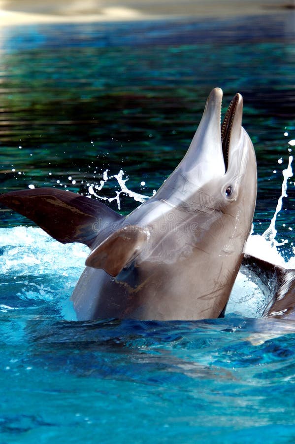 Bottlenose Dolphin 2 stock photo. Image of marine, fish - 92014