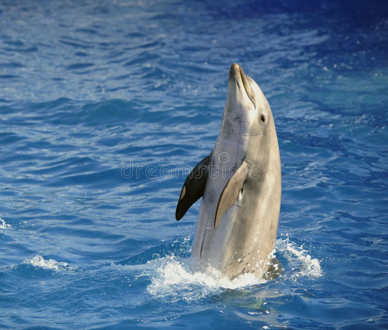 Bottlenose dolphin. stock photo. Image of aquatic, creature - 18395850