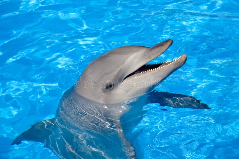 Bottlenose Dolphin stock image. Image of aquarium, nosed - 3136013