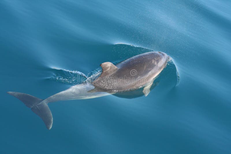 Top View of Bottlenose Dolphins in Sea Water Stock Image - Image of ...