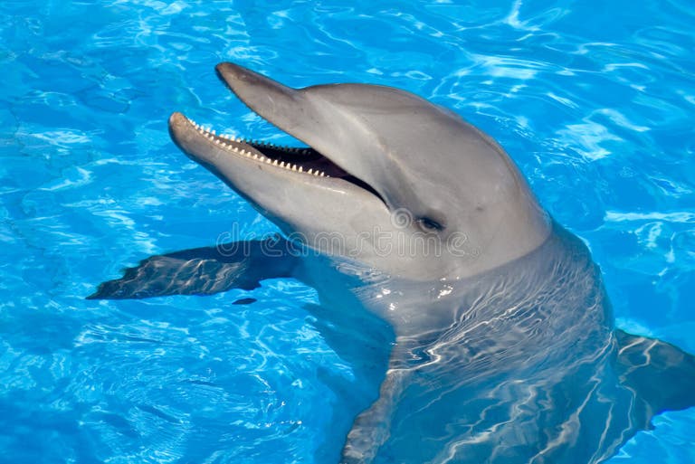 Bottlenose Dolphin stock photo. Image of mouth, smiling - 4743566
