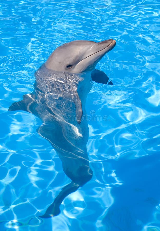Dolphin Swimming in Blue Water Stock Photo - Image of splashes ...