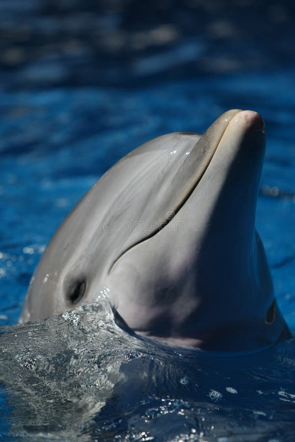Bottlenose Dolphin stock photo. Image of nouth, bottlenose - 8203370