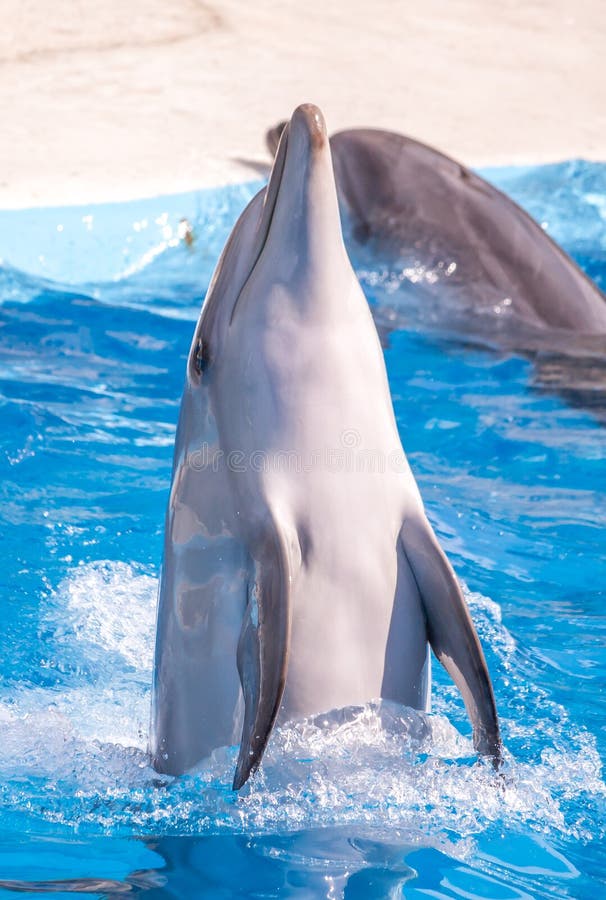 Bottlenose Dolphin in Blue Pool Water Stock Image - Image of aquarium ...