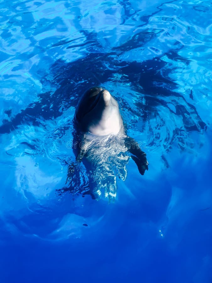 Beautiful Bottlenose Dolphin in Blue Sea Water Stock Image - Image of ...