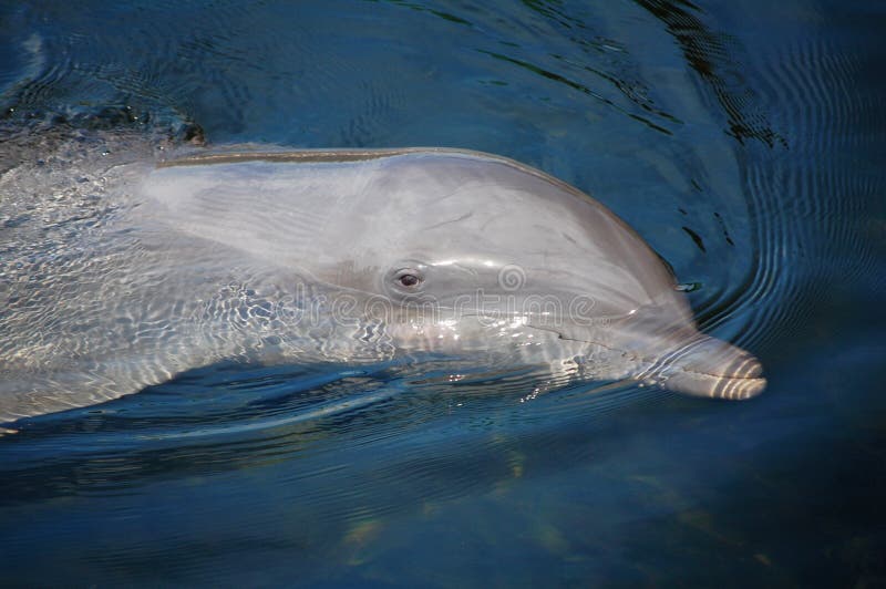 Bottlenose Dolphin stock photo. Image of mammal, space - 33958184