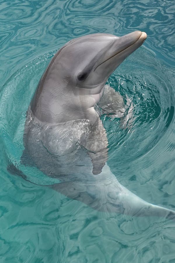 Bottlenose Dolphin Curiosity Stock Image - Image of curiosity, head ...