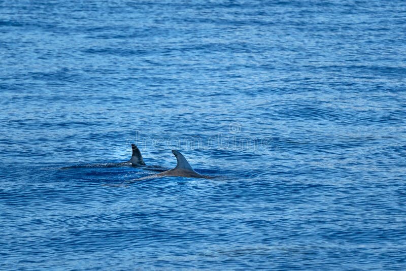 Bottlenose Dolphin in the Deep Blue Sea Stock Image - Image of nature ...