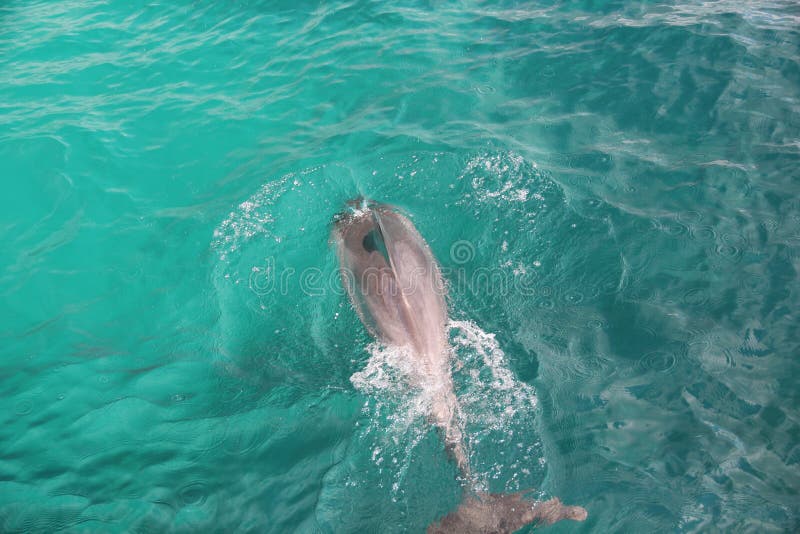 Bottlenose Dolphin in Green Water Stock Image - Image of dolphin ...