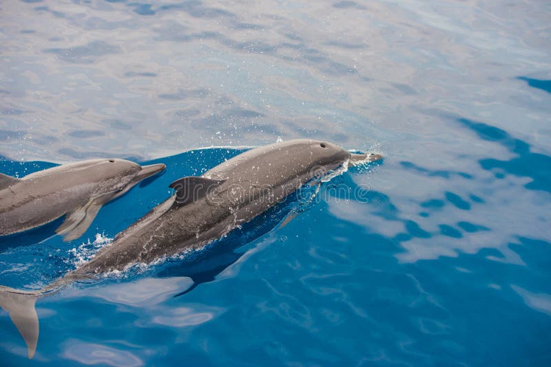 Bottlenose Dolphin Group stock image. Image of marines - 55915855