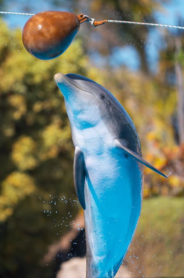 Dolphin Jump Picture. Image: 1220065