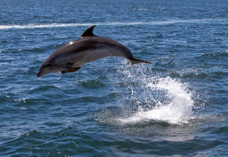 Bottlenose Dolphin Jumping Stock Photography - Image: 18665872