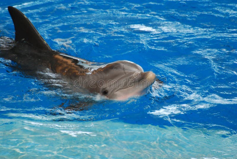 Bottlenose Dolphin Mugging for the Camera Stock Image - Image of ...