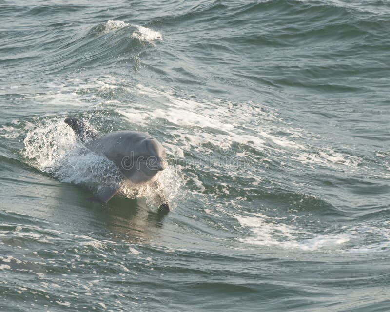 238 Riding Dolphin Photos - Free & Royalty-Free Stock Photos from ...