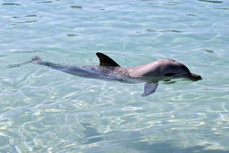 Blow Hole Dolphin Stock Photos - Free & Royalty-Free Stock Photos from ...