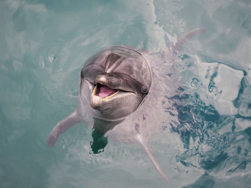 Bottlenose Dolphin Smiling at the Camera Stock Photo - Image of lone ...