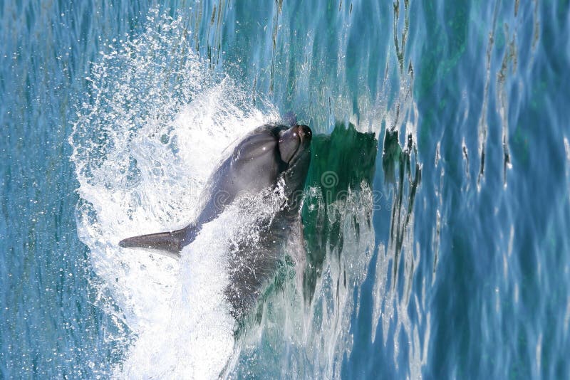 Bottlenose Dolphin Swimming Stock Image - Image of mammal, intelligent ...