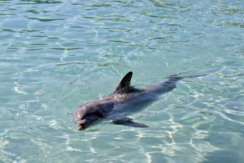 A bottlenose dolphin stock image. Image of dolphin, eyes - 128304691