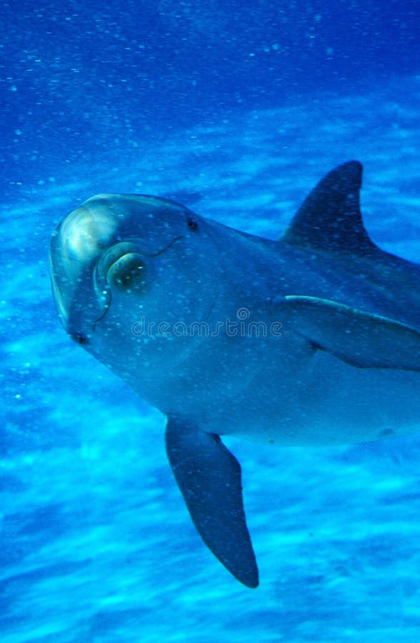 Bottlenose Dolphin Front View Stock Photos - Free & Royalty-Free Stock ...