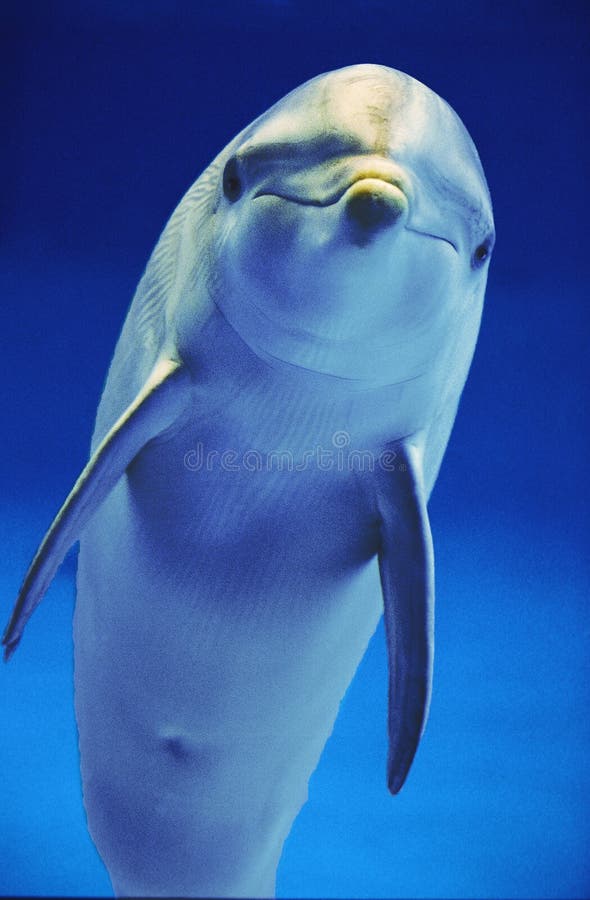 113 Dolphin Front View Ocean Stock Photos - Free & Royalty-Free Stock ...