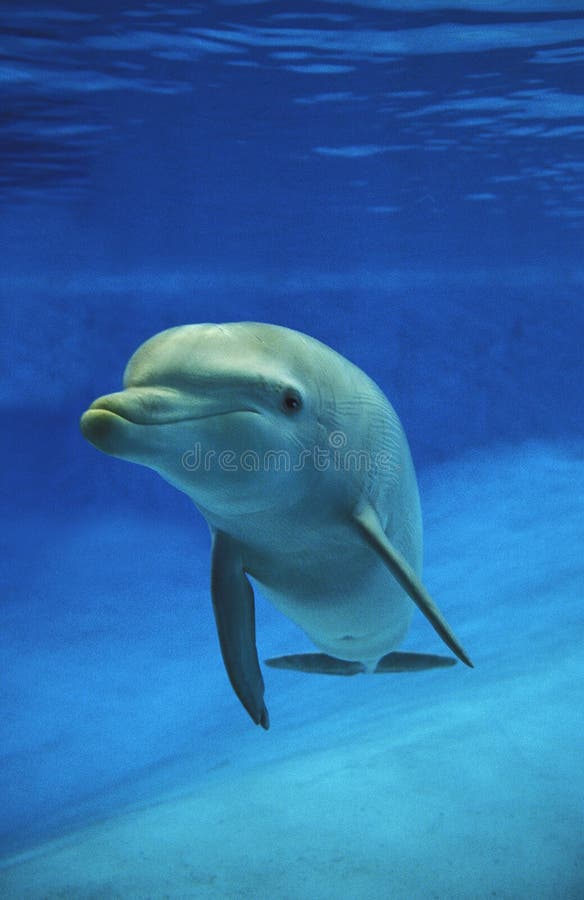 Dolphin Front View Ocean Stock Photos - Free & Royalty-Free Stock ...
