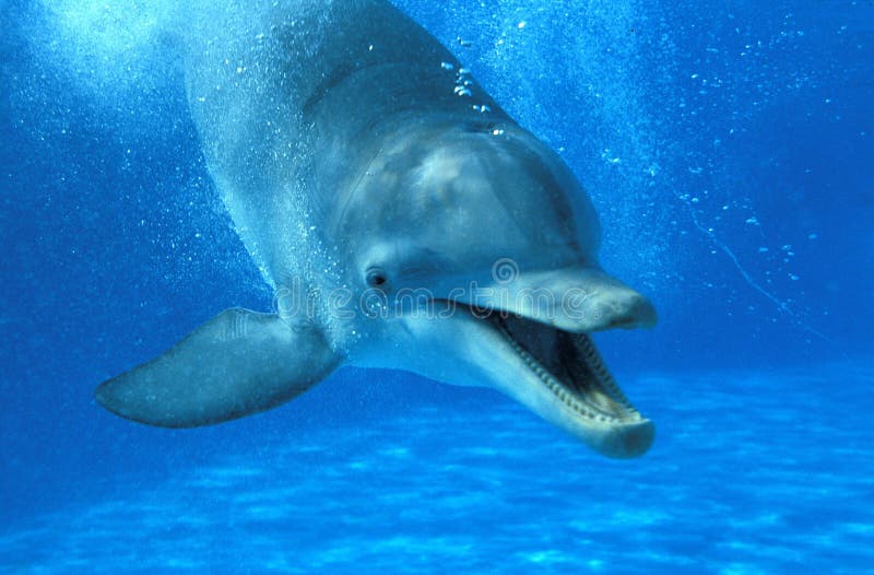 148 Dolphin Front View Sea Stock Photos - Free & Royalty-Free Stock ...