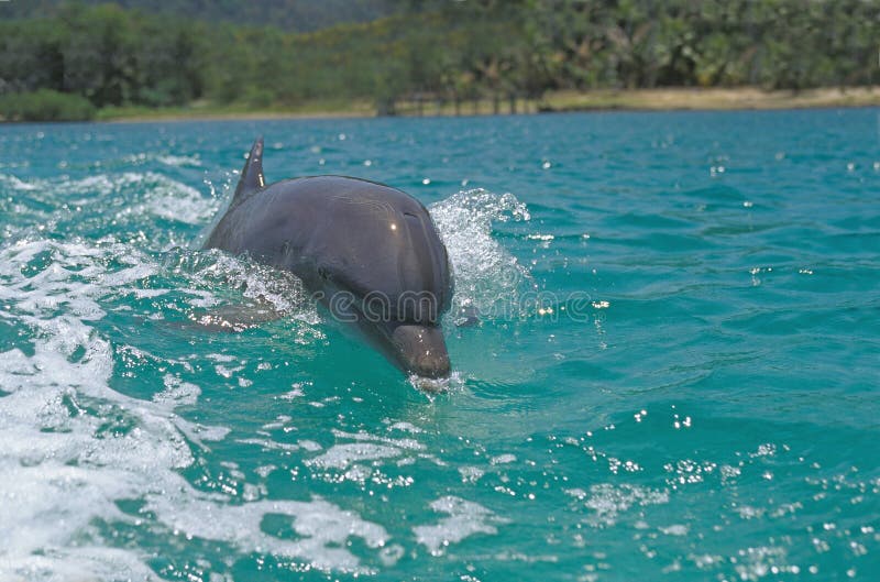 Dolphin Front View Ocean Stock Photos - Free & Royalty-Free Stock ...