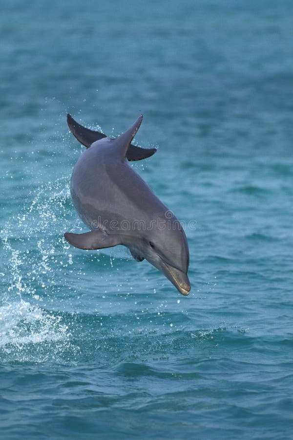 Dolphin Front View Ocean Stock Photos - Free & Royalty-Free Stock ...